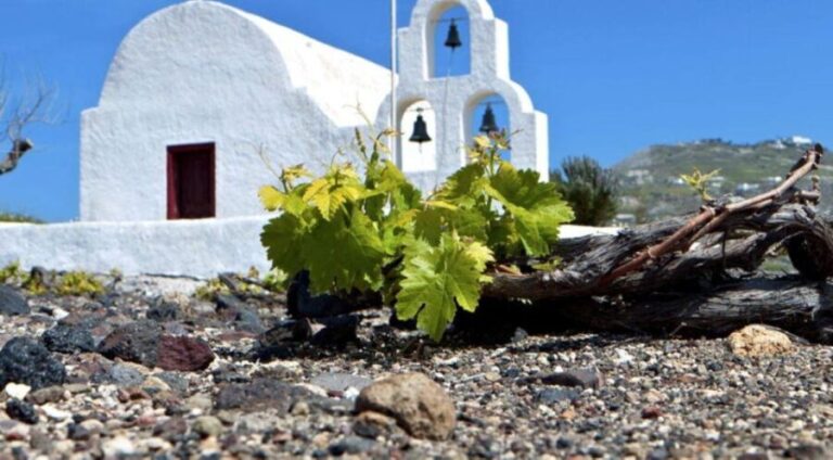 Paros wine tour and tasting - Who Will Love This Experience?