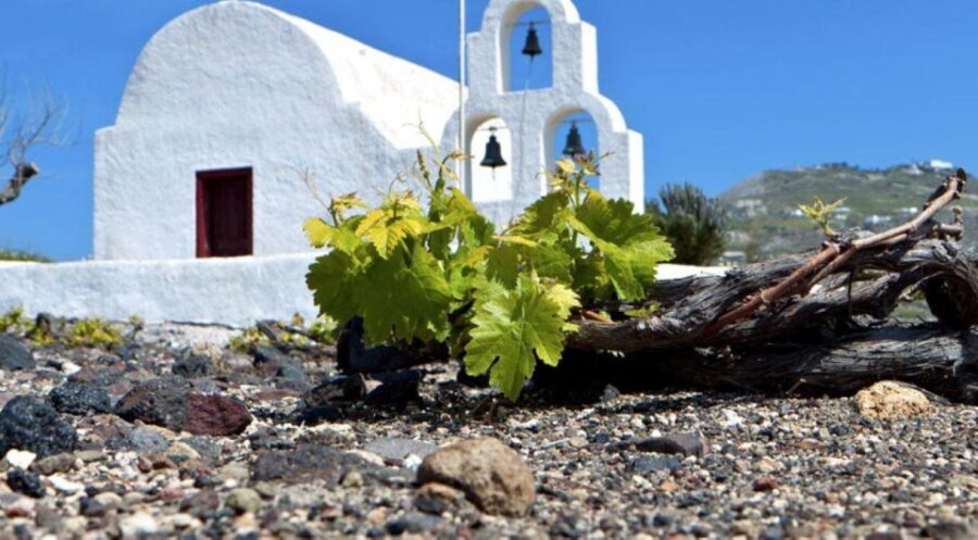 Paros wine tour and tasting - Who Will Love This Experience?