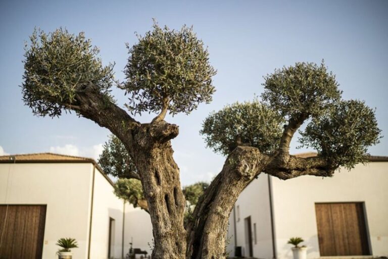 Partinico: Historic Sicilian Vineyard & Wine Tasting Tour - Who Should Book This Tour?