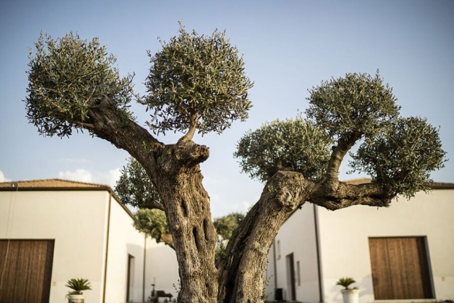 Partinico: Historic Sicilian Vineyard & Wine Tasting Tour - Who Should Book This Tour?