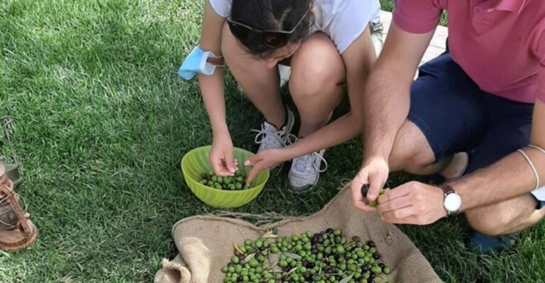 Partinico: Olive Harvest with Wine Tasting and Brunch - The Hands-On Harvest Experience