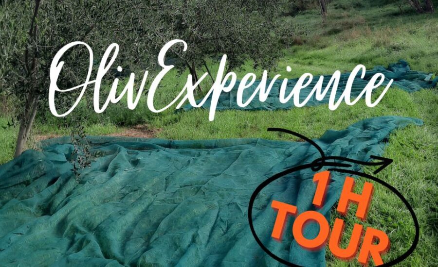Passeggiando nell'uliveto: come nasce l'olio extrav d'oliva? - Who Will Love This Experience?