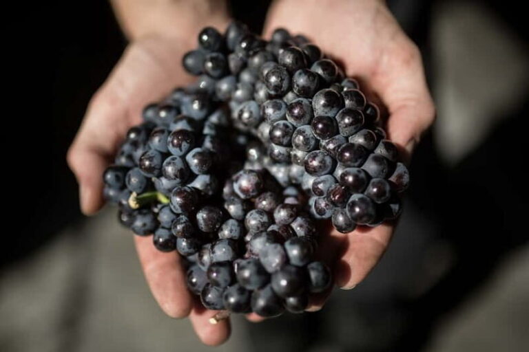 Passy-Grigny: Chocolate and Champagne Tasting Tour - The Itinerary Breakdown: What Makes It Special