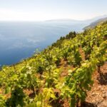 Peljeac Full-Day Wine and Food Tour from Dubrovnik - Who Will Love This Tour?