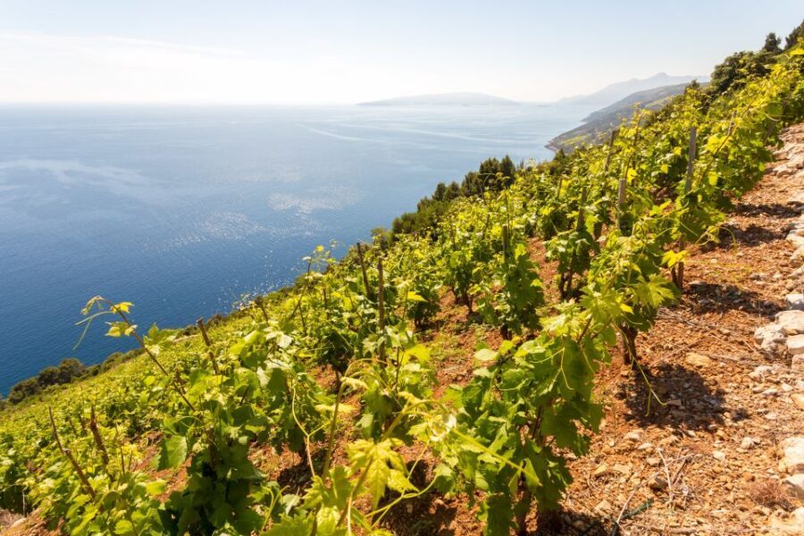 Peljeac Full-Day Wine and Food Tour from Dubrovnik - Who Will Love This Tour?