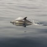 Peniche: Dolphin Route Boat Trip - The Experience: What It’s Like in Practice
