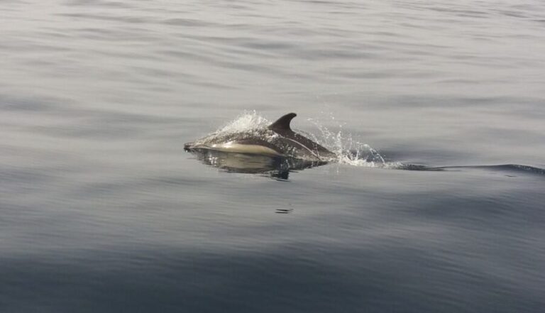 Peniche: Dolphin Route Boat Trip - The Experience: What It’s Like in Practice