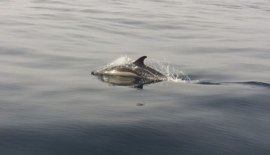 Peniche: Dolphin Route Boat Trip - The Experience: What It’s Like in Practice