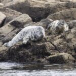 Penzance: Land's End Boat Tour with Wildlife Guides - Who Will Love This Tour?