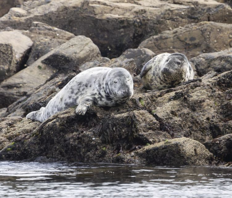 Penzance: Land's End Boat Tour with Wildlife Guides - Who Will Love This Tour?