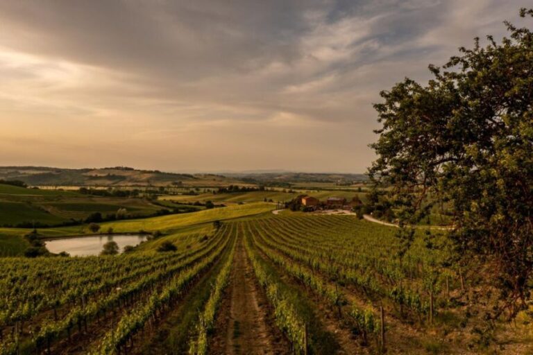 Picnic in vineyards with Bottle of Brunello di Montalcino - The Scenic Setting and Atmosphere