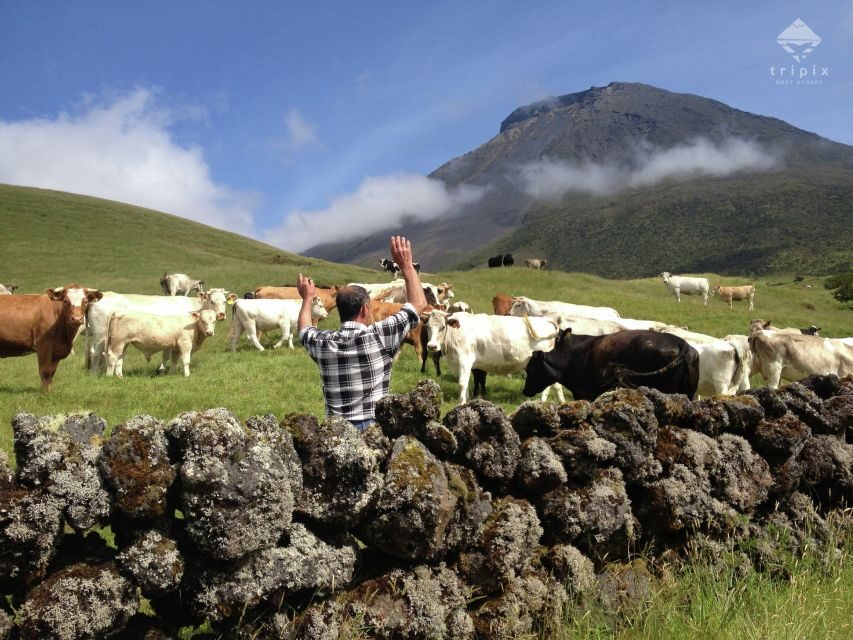 Pico Day Tour: Get to know Pico Island with a local guide - Deep Dive into the Experience