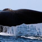 Pico Island: Azores Whale & Dolphin Watching on Zodiac Boat - Why Choose a Zodiac Boat?