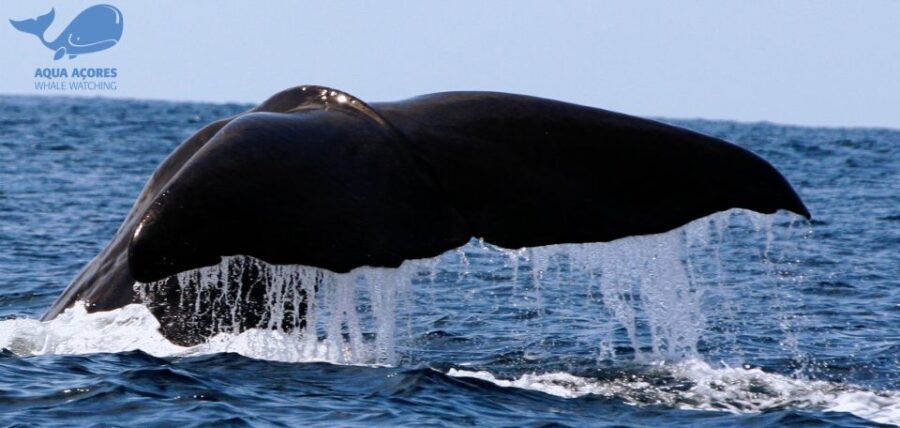 Pico Island: Azores Whale & Dolphin Watching on Zodiac Boat - Why Choose a Zodiac Boat?