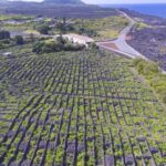 Pico Island: Full Day Wine Culture Tour - Who This Tour Is Best For