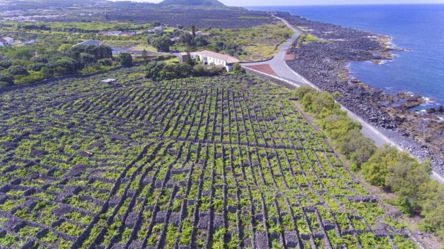 Pico Island: Full Day Wine Culture Tour - Who This Tour Is Best For
