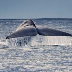Pico Island: Whale Watching Experience from Lajes - The Itinerary: A Closer Look