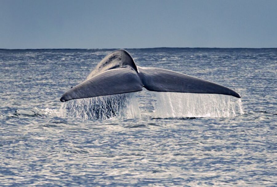 Pico Island: Whale Watching Experience from Lajes - The Itinerary: A Closer Look