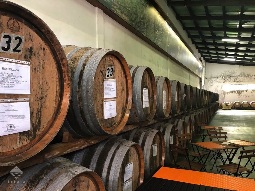 Pico Wine Tour: Get to know Pico's wines - The Practicalities and Value