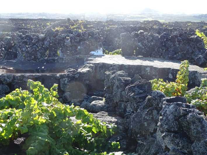 Pico Wine Tours - What To Expect From the Experience