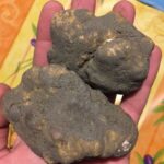 Piedmont: Truffle Hunting - Practical Aspects and Value