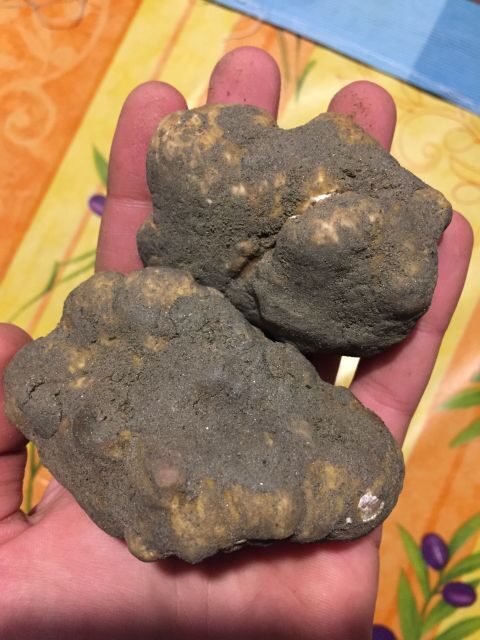 Piedmont: Truffle Hunting - Practical Aspects and Value