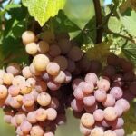 Pinot Noir & Pinot Wine Tour to Baden-Württemberg - The Bottom Line
