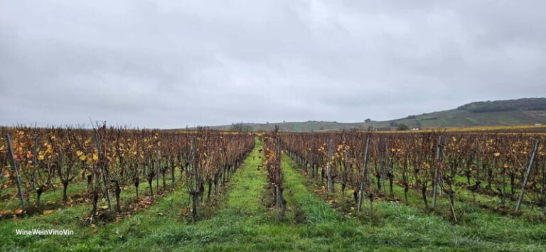 Pinot Noir & Pinot Wine Tour to Baden-Württemberg - Authenticity and Education