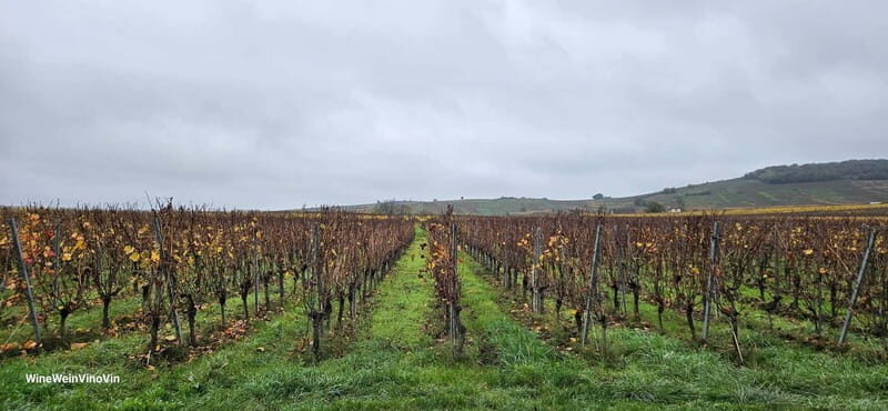 Pinot Noir & Pinot Wine Tour to Baden-Württemberg - Authenticity and Education
