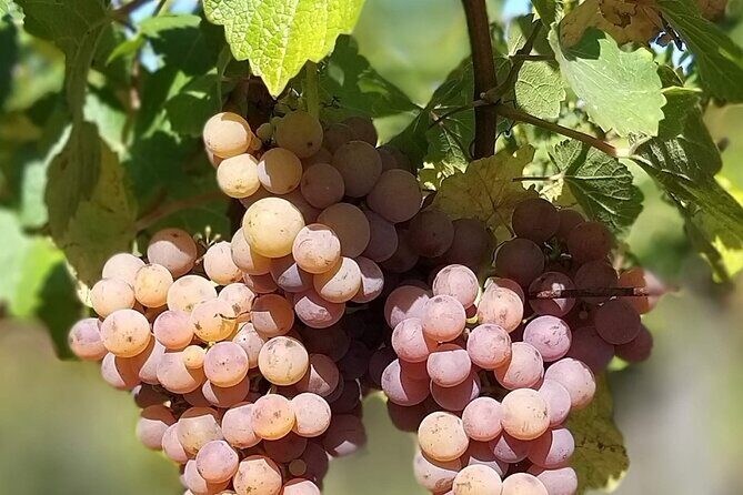 Pinot Noir & Pinot Wine Tour to Baden-Württemberg - The Bottom Line