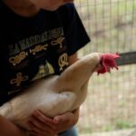 Playful Activities with Animals - A Detailed Look at the Itinerary and Experience