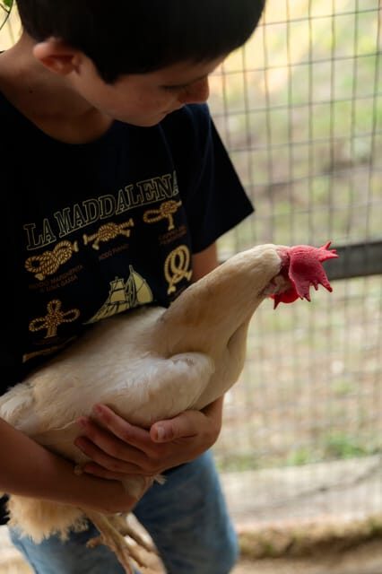 Playful Activities with Animals - A Detailed Look at the Itinerary and Experience