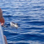 Pollença: Dolphin Watching Boat Excursion - Why This Experience Stands Out