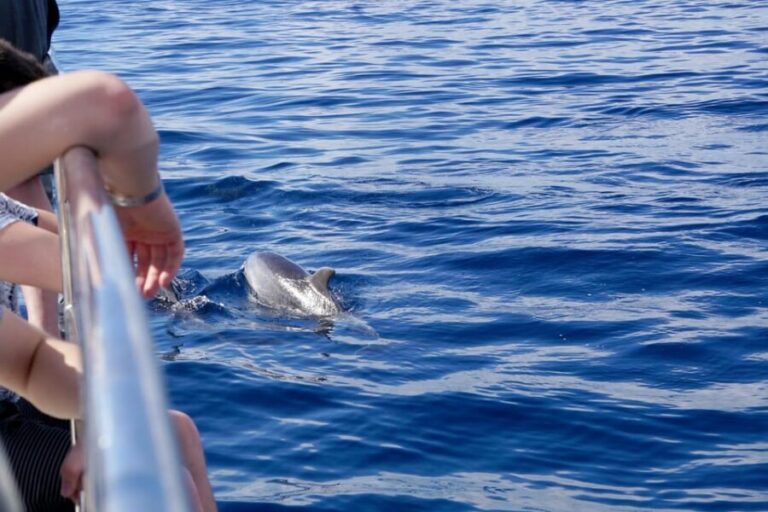 Pollença: Dolphin Watching Boat Excursion - Why This Experience Stands Out