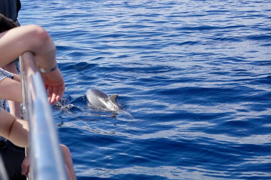 Pollença: Dolphin Watching Boat Excursion - Why This Experience Stands Out