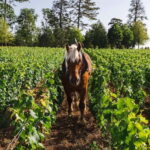 Pommard: Clos Marey Monge Signature Wine Tasting - Who Will Enjoy This Experience?