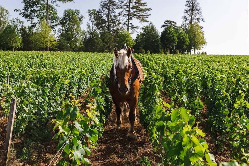 Pommard: Clos Marey Monge Signature Wine Tasting - Who Will Enjoy This Experience?