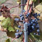 Pompeii & Wine Tour from Sorrento (tickets & lunch not included) - Scenic Wine Tasting on Mount Vesuviuss Slopes