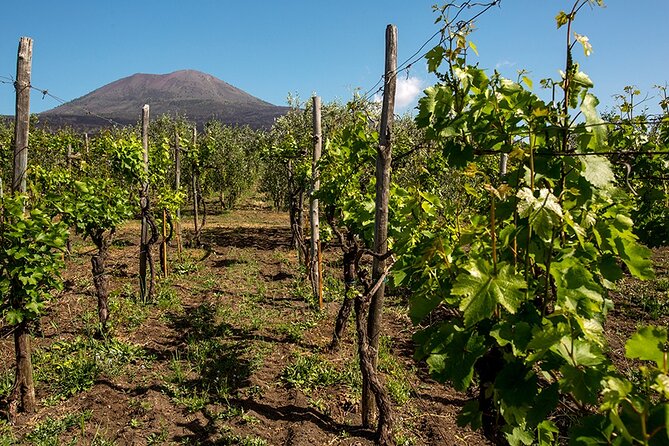 Pompeii with Wine Tasting and Lunch from Naples - Key Points