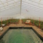 Ponta Delgada: Greenhouse Hot Tube with Pineapple Tour - How to Maximize Your Visit