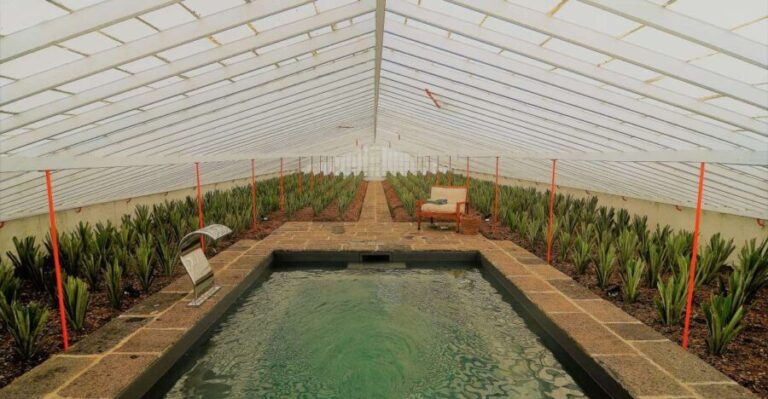 Ponta Delgada: Greenhouse Hot Tube with Pineapple Tour - How to Maximize Your Visit