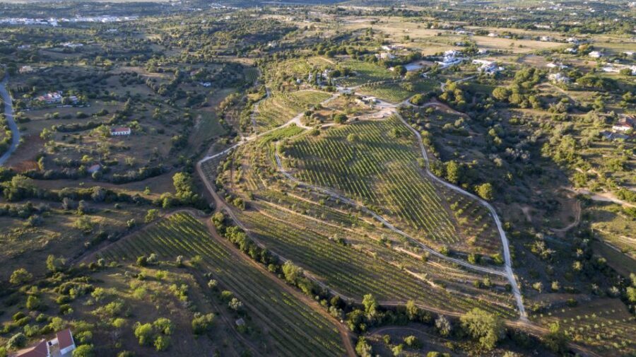 Porches: Algarve Vineyard Tour and Wine Tasting Experience - About the Price and Value