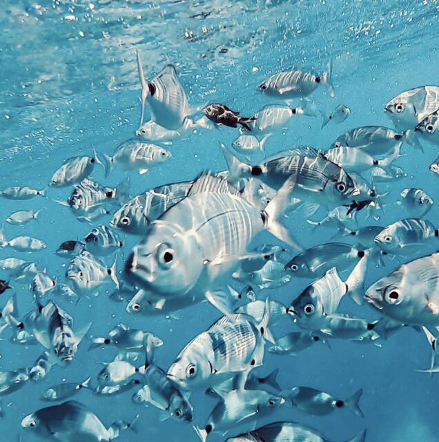 Port de Sóller: Snorkeling Tour with Professional Guide - What You Can Expect During the Tour