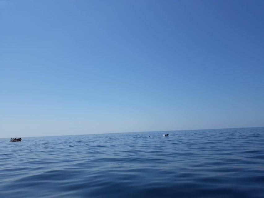 Portimão: Dophin Watching on the Algarve Coast - The Sum Up