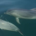 Portimão: Sunrise Private Tour - Whats Included and What to Budget For
