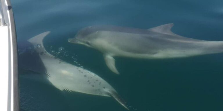 Portimão: Sunrise Private Tour - Whats Included and What to Budget For
