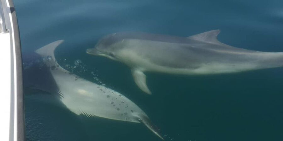 Portimão: Sunrise Private Tour - Whats Included and What to Budget For