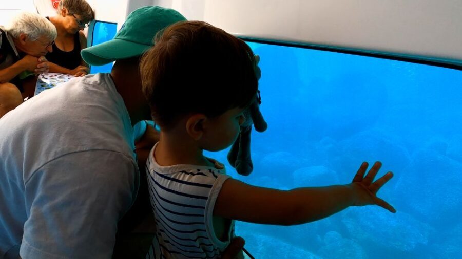 Porto : Discovery of the marine fauna and flora/Bay of Porto - The Authentic Experience and Review Highlights