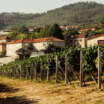 Porto: Douro Valley Exclusive Vinho Verde Tour - What Makes This Tour Stand Out?