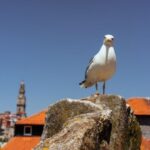 Porto: Harry Potters Inspiration Tour - Exploring the Itinerary: A Deep Dive